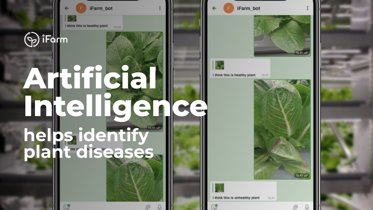 Artificial Intelligence helps identify plant diseases Artificial Intelligence helps identify plant diseases