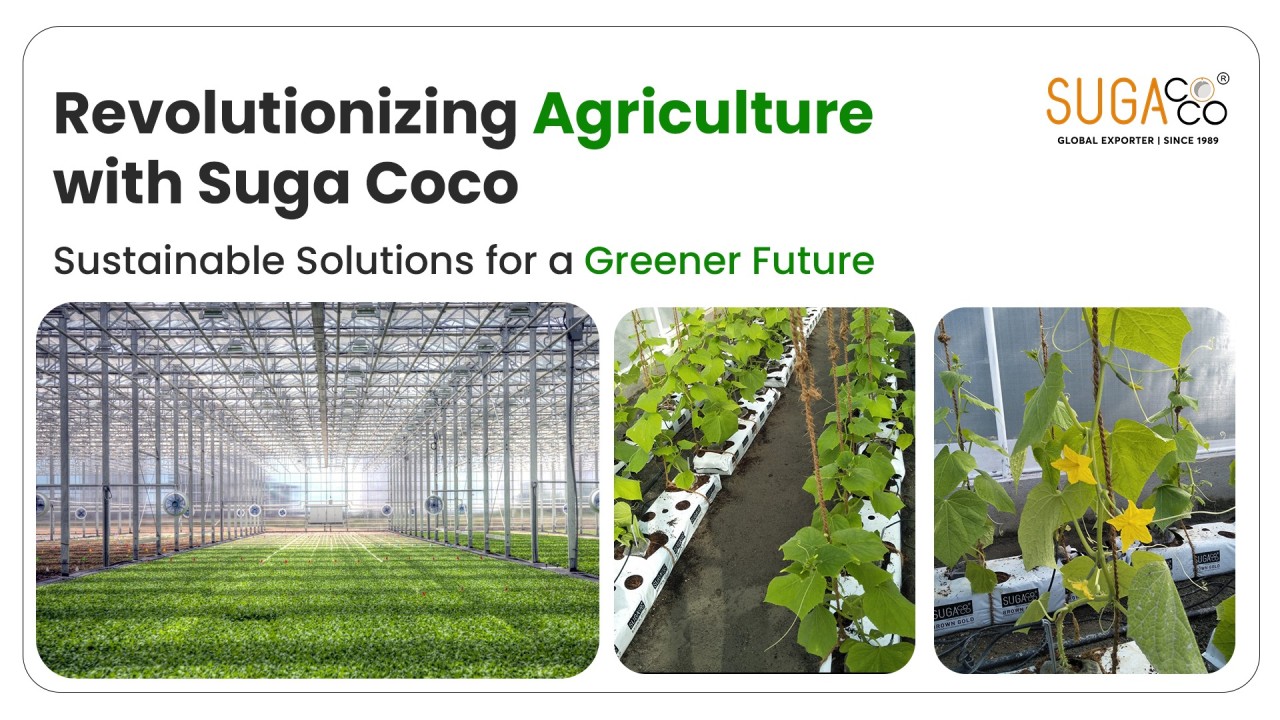 Suga Coco: Revolutionizing Sustainable Agriculture with Premium ... Suga Coco: Revolutionizing Sustainable Agriculture with Premium ...