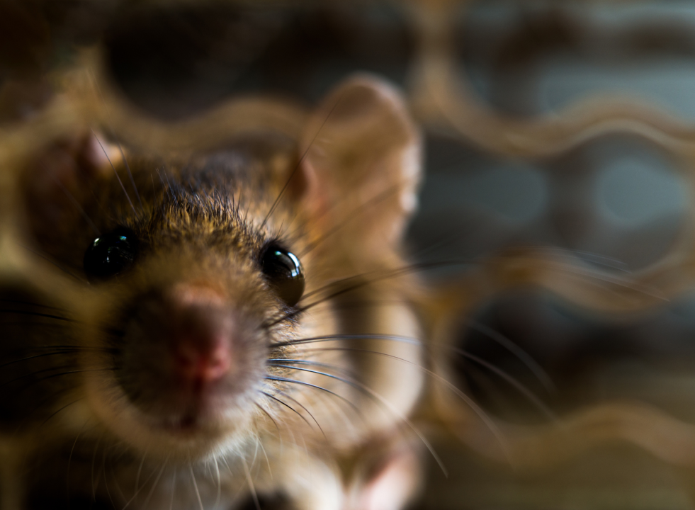 Crossing Species: Detecting Zoonotic Pathogens | Kraken Sense Crossing Species: Detecting Zoonotic Pathogens | Kraken Sense