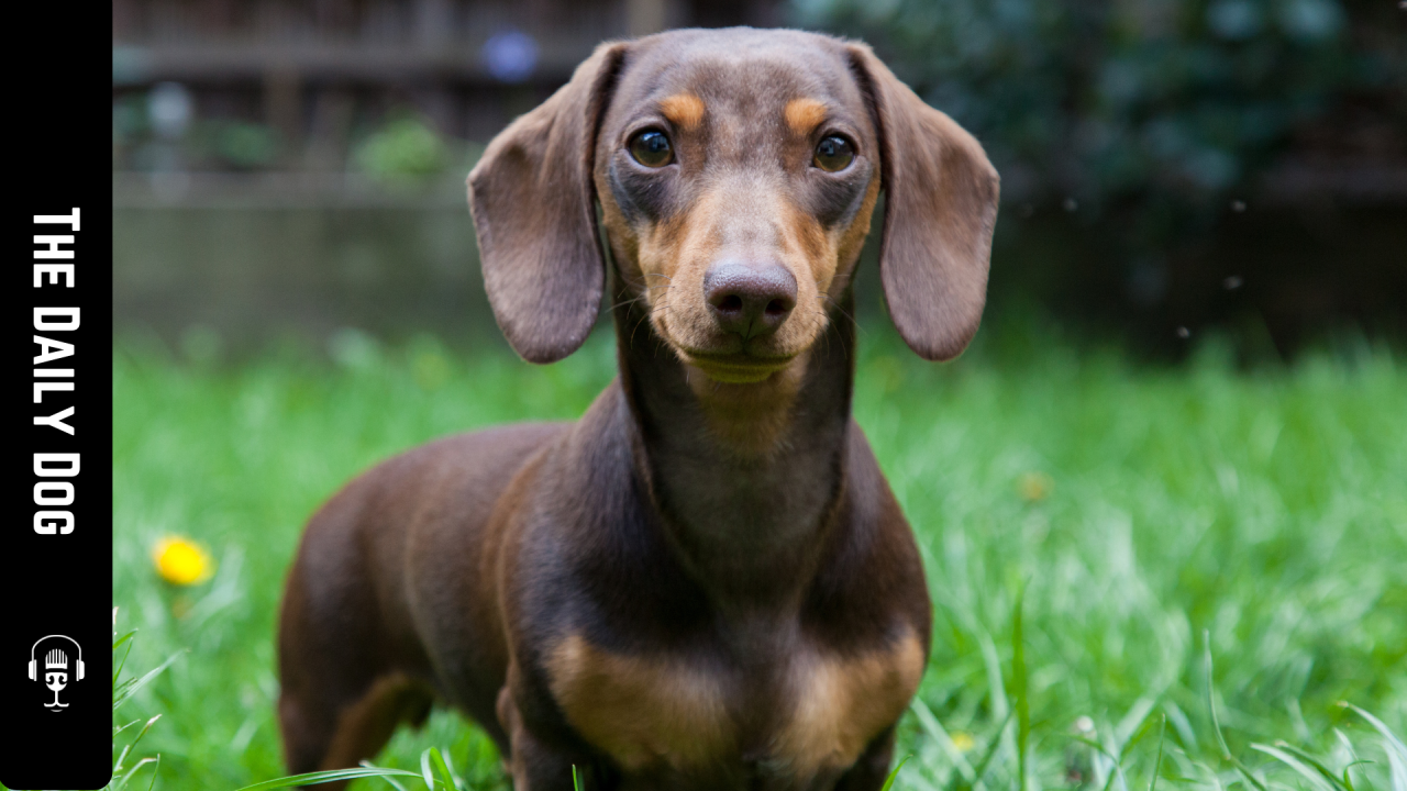The Ultimate Guide to Dachshunds: Characteristics, Care, and Companionship The Ultimate Guide to Dachshunds: Characteristics, Care, and Companionship