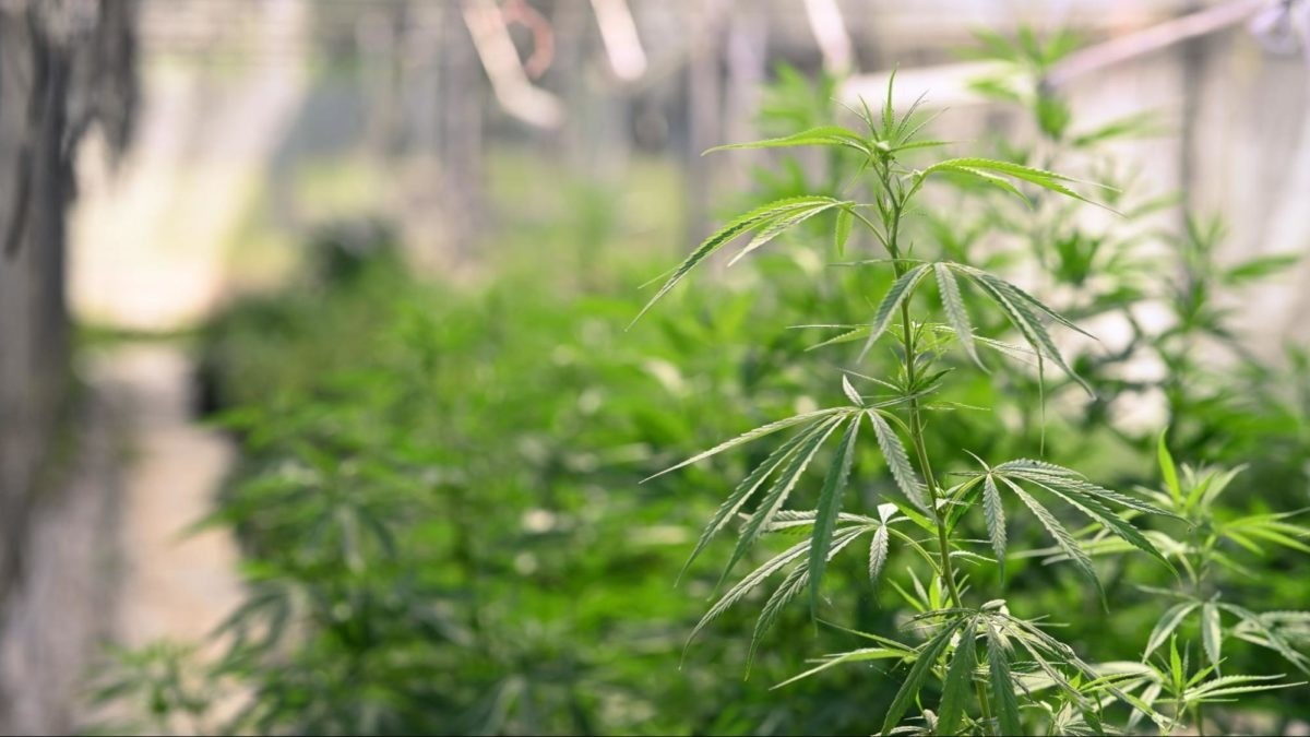 The Critical Role of High Moisture and Oxygen Barrier Films in Cannabis ... The Critical Role of High Moisture and Oxygen Barrier Films in Cannabis ...