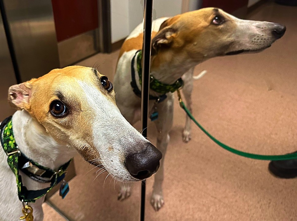 AI Will Not Replace Hank the HR Dog, But it Sure Writes a Good Letter ... AI Will Not Replace Hank the HR Dog, But it Sure Writes a Good Letter ...