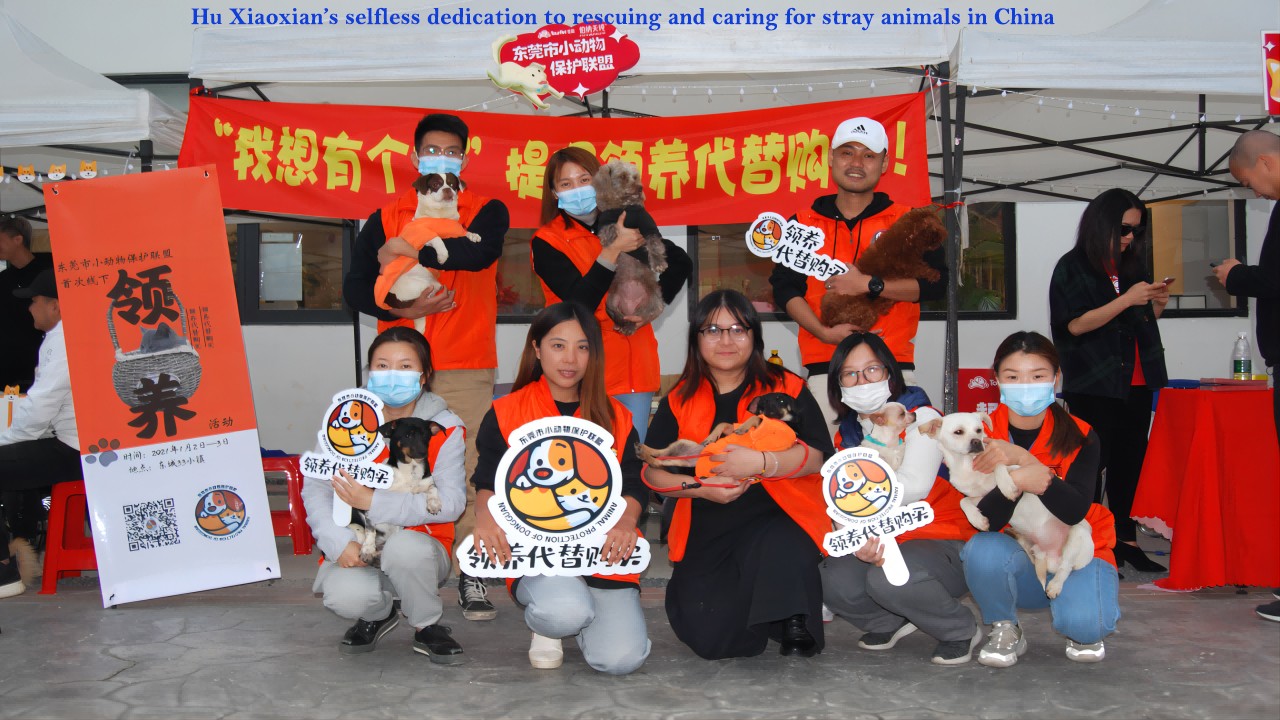 Meet Hu Xiaoxian, the Dedicated Rescuer Saving Over 100 Cats and Dogs ... Meet Hu Xiaoxian, the Dedicated Rescuer Saving Over 100 Cats and Dogs ...