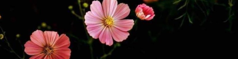 Aiysha Noor Qadri on LinkedIn: Dashboard Aiysha Noor Qadri on LinkedIn: Dashboard