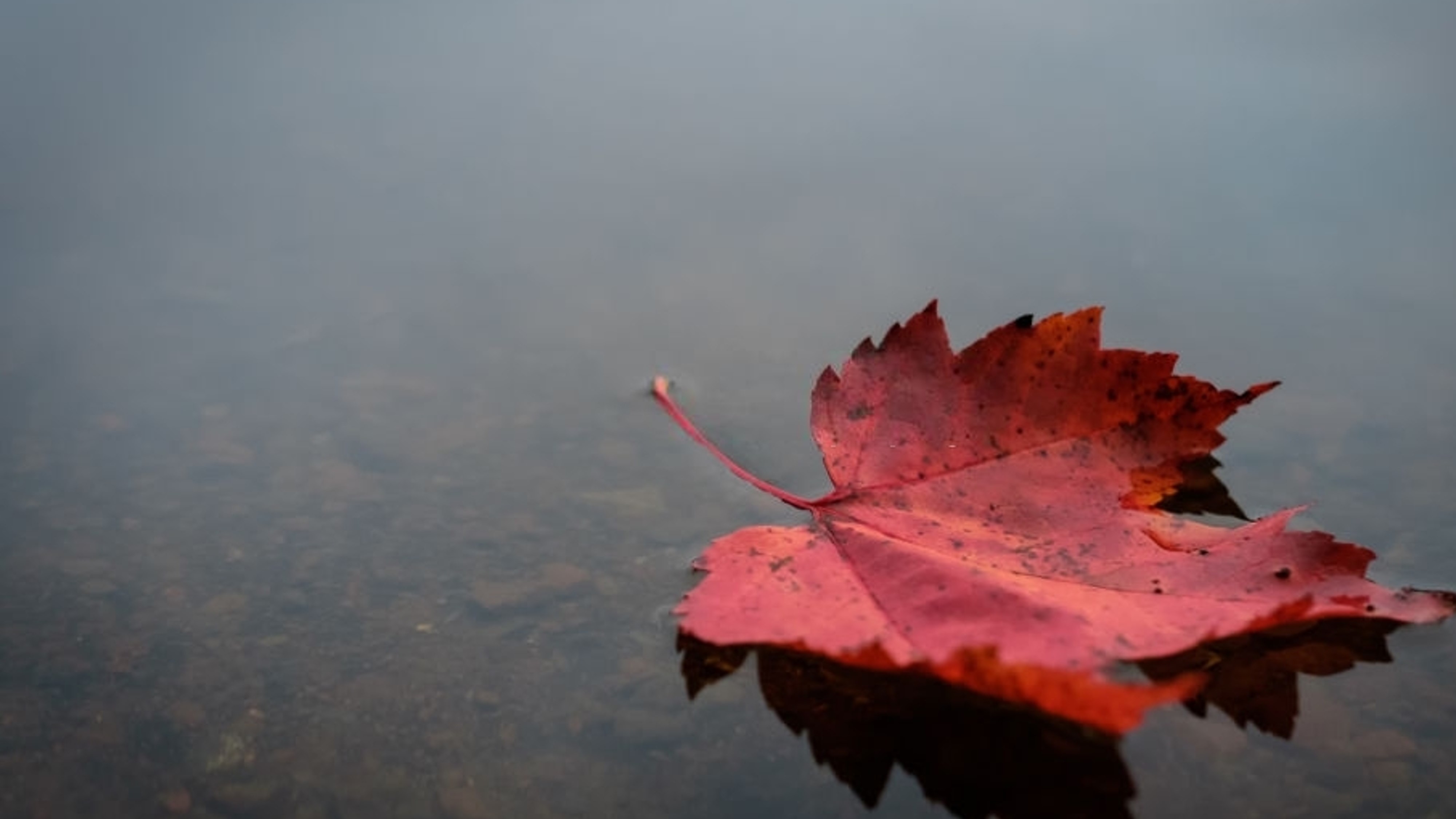 Maple Health Group, LLC | LinkedIn Maple Health Group, LLC | LinkedIn