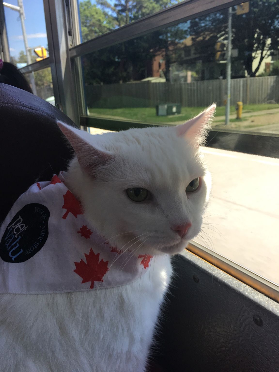 Elizabeth McCready ♿ 🦓 😺 on LinkedIn: #vscode #git #github #javascript ... Elizabeth McCready ♿ 🦓 😺 on LinkedIn: #vscode #git #github #javascript ...