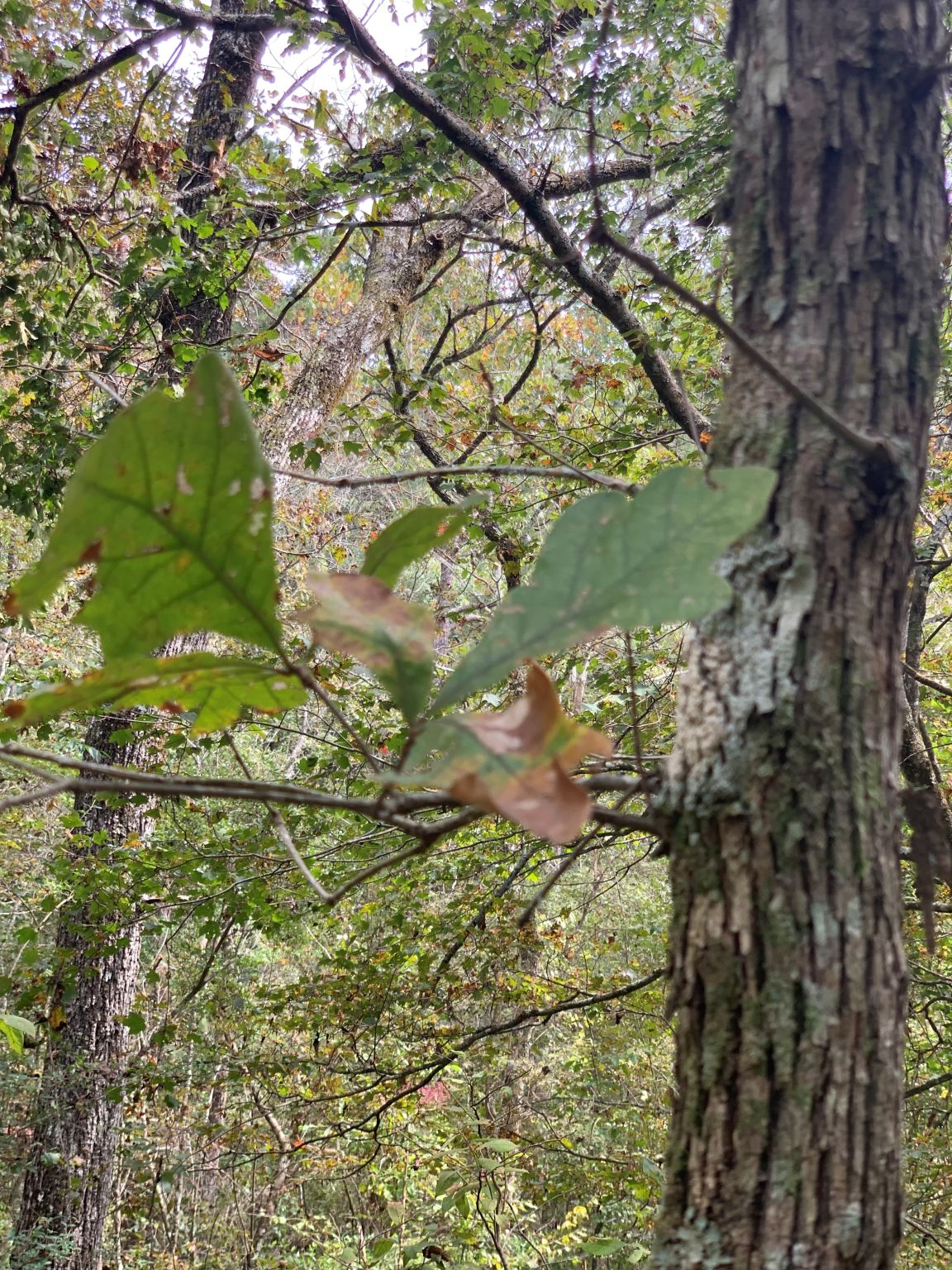Rare Alabama sandstone oak in ALABAMA | Jeff Cowden. BS Forestry RCA ... Rare Alabama sandstone oak in ALABAMA | Jeff Cowden. BS Forestry RCA ...