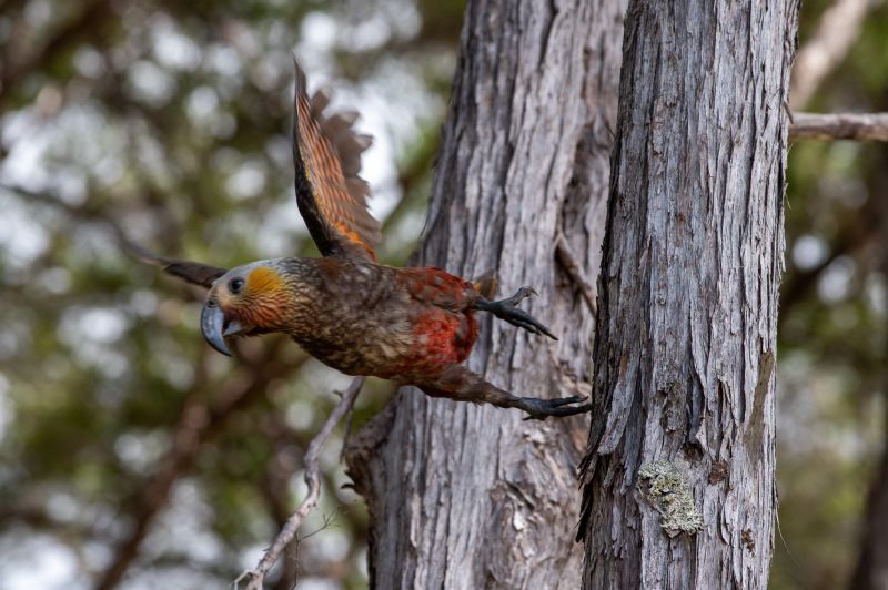 Project Janszoon - Restoring the Abel Tasman on LinkedIn: # ... Project Janszoon - Restoring the Abel Tasman on LinkedIn: # ...
