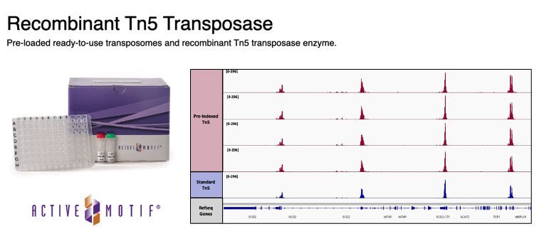 Active Motif on LinkedIn: #tn5 #atacseq #epigenetics #genomics Active Motif on LinkedIn: #tn5 #atacseq #epigenetics #genomics
