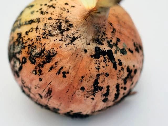 Subashree G on LinkedIn: #science #onions #fungi #foodsafety #microbiology Subashree G on LinkedIn: #science #onions #fungi #foodsafety #microbiology