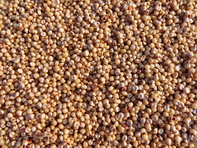 Sahel Agri-Sol SAS on LinkedIn: Discover the Quality of Sahel Agri-Sol ... Sahel Agri-Sol SAS on LinkedIn: Discover the Quality of Sahel Agri-Sol ...