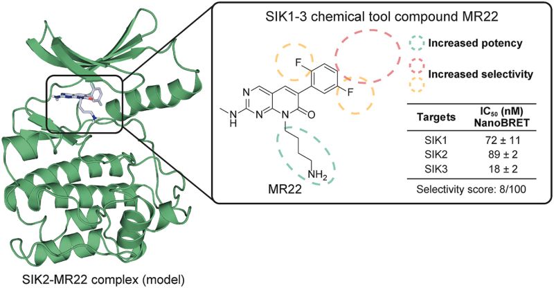 #ovariancancer #kinase | The Structural Genomics Consortium (SGC) #ovariancancer #kinase | The Structural Genomics Consortium (SGC)