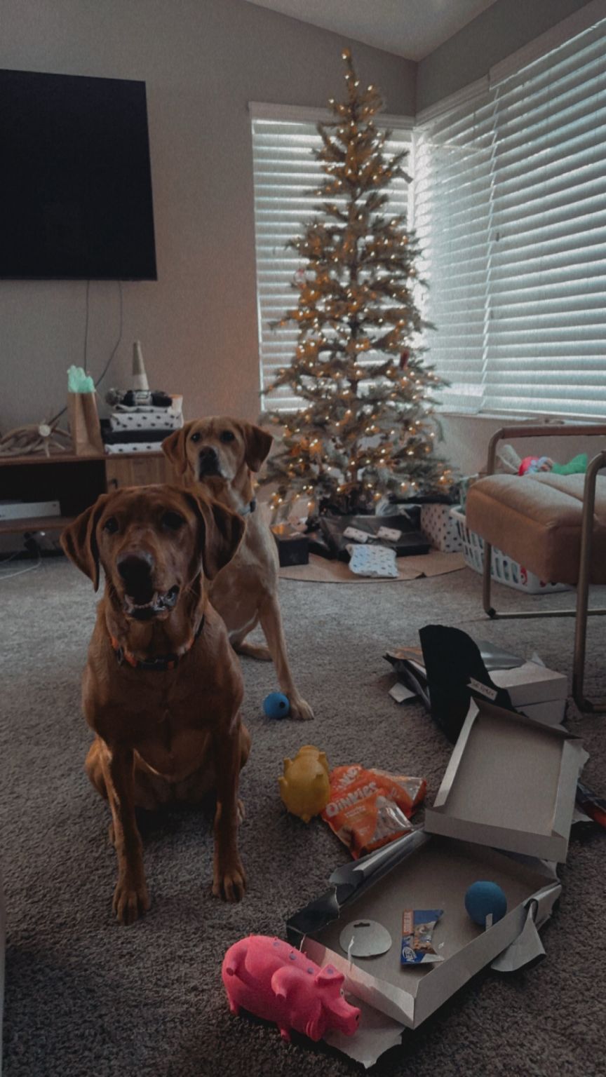 Kaylee Bott on LinkedIn: Merry Christmas everyone ️ Kaylee Bott on LinkedIn: Merry Christmas everyone ️