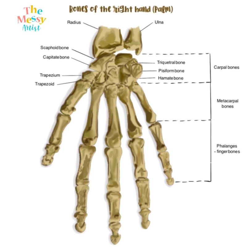 #humanhand #palm #rightpalm #bones #skeletal #digitalart… | Shreya ... #humanhand #palm #rightpalm #bones #skeletal #digitalart… | Shreya ...