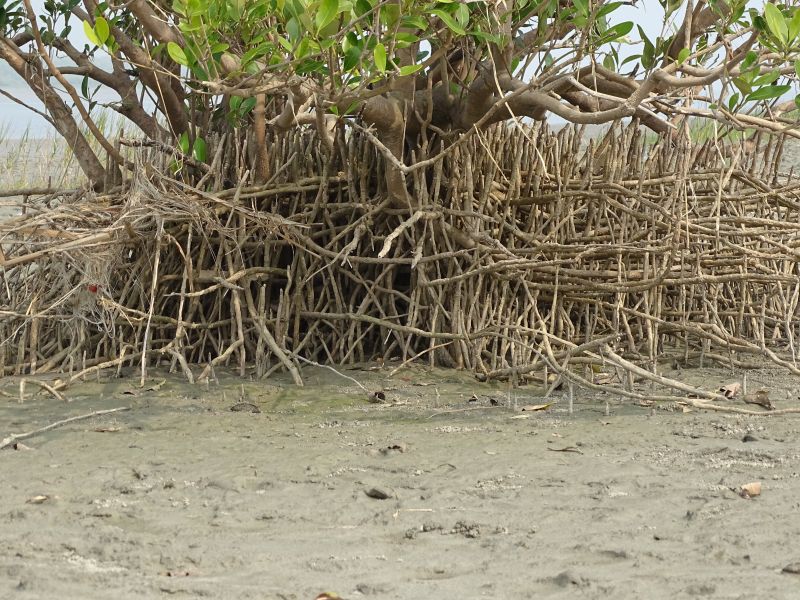 Mangrove root structure of avicennia officinalis mangrove | Sourav Bera ... Mangrove root structure of avicennia officinalis mangrove | Sourav Bera ...