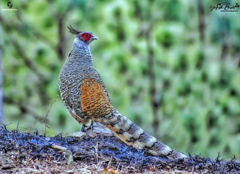 Yogesh Bisht on LinkedIn: Cheer Pheasant Jan 2024 Ranikhet, Uttarakhand ... Yogesh Bisht on LinkedIn: Cheer Pheasant Jan 2024 Ranikhet, Uttarakhand ...