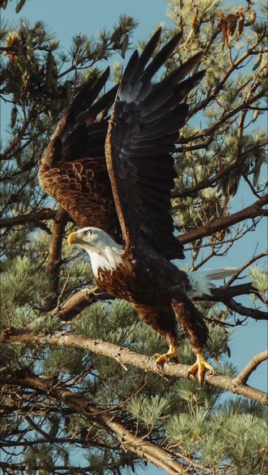 David H. Davis , MS, CWB® on LinkedIn: “Our nation is shaped by the ... David H. Davis , MS, CWB® on LinkedIn: “Our nation is shaped by the ...