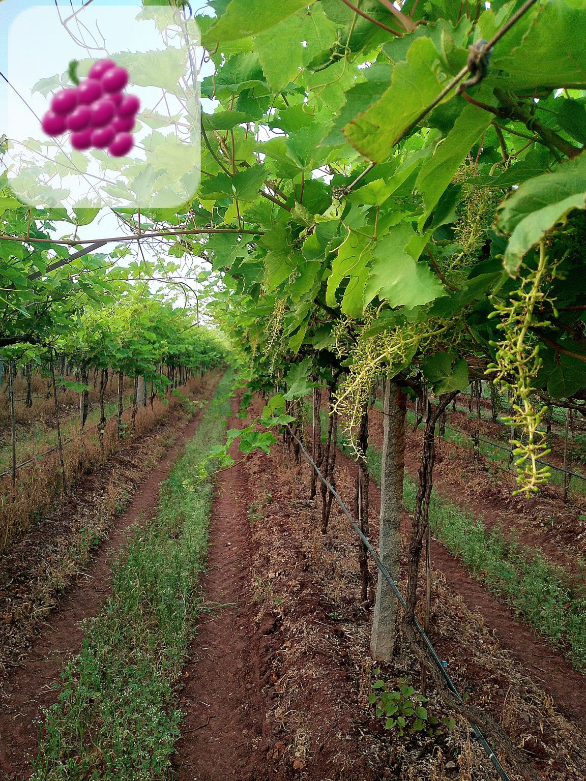 ABHIJIT SHINDE on LinkedIn: #grapecultivation #agricultureinnovation # ... ABHIJIT SHINDE on LinkedIn: #grapecultivation #agricultureinnovation # ...