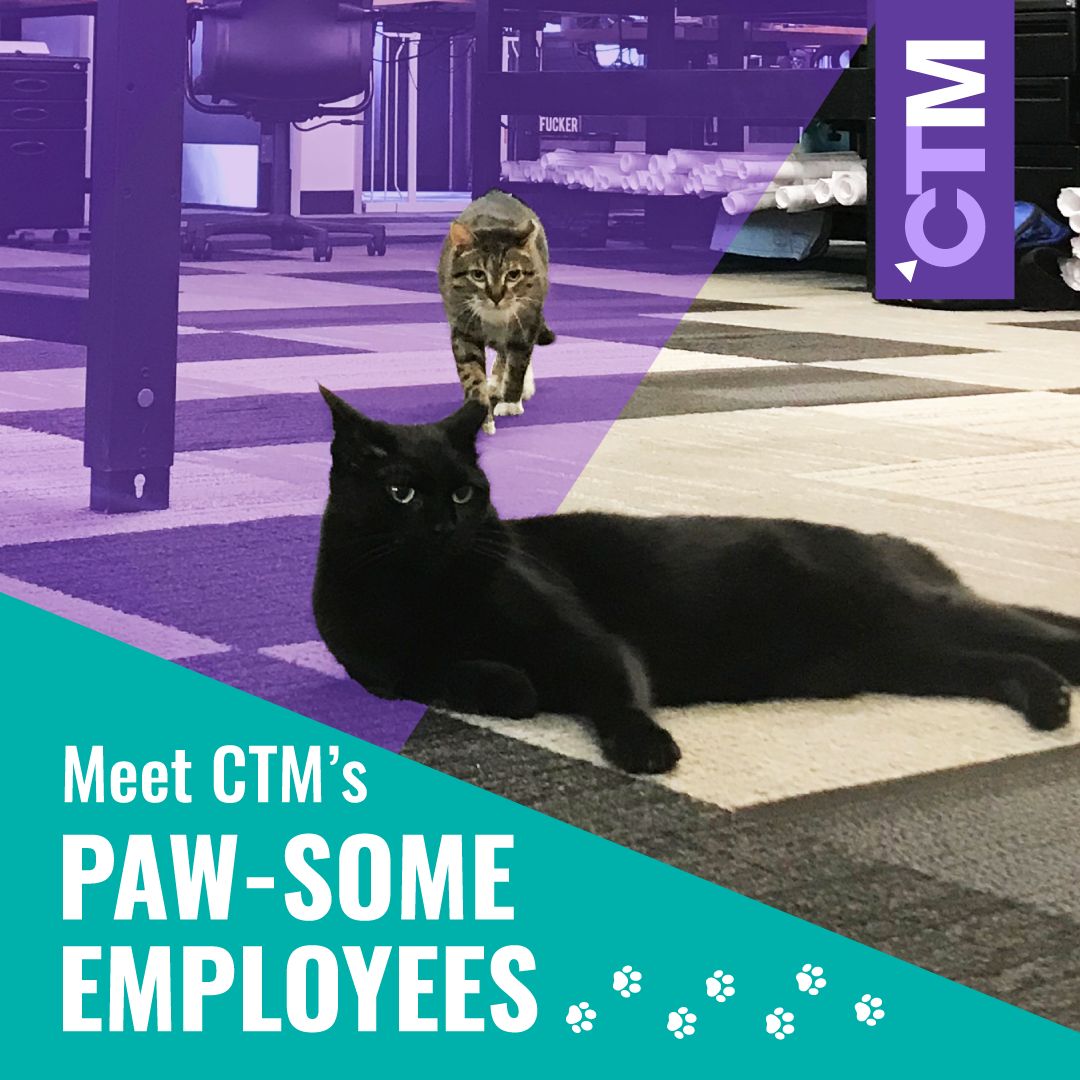 CT Mechanical on LinkedIn: Introducing the cool cats of CT Mechanical's ... CT Mechanical on LinkedIn: Introducing the cool cats of CT Mechanical's ...