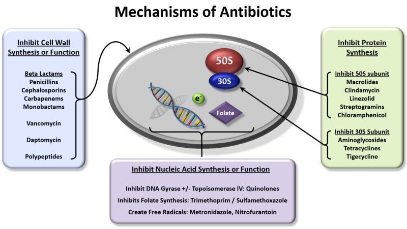 Priyanka Soni on LinkedIn: Antibiotics - Mechanisms and Sites of Action ... Priyanka Soni on LinkedIn: Antibiotics - Mechanisms and Sites of Action ...