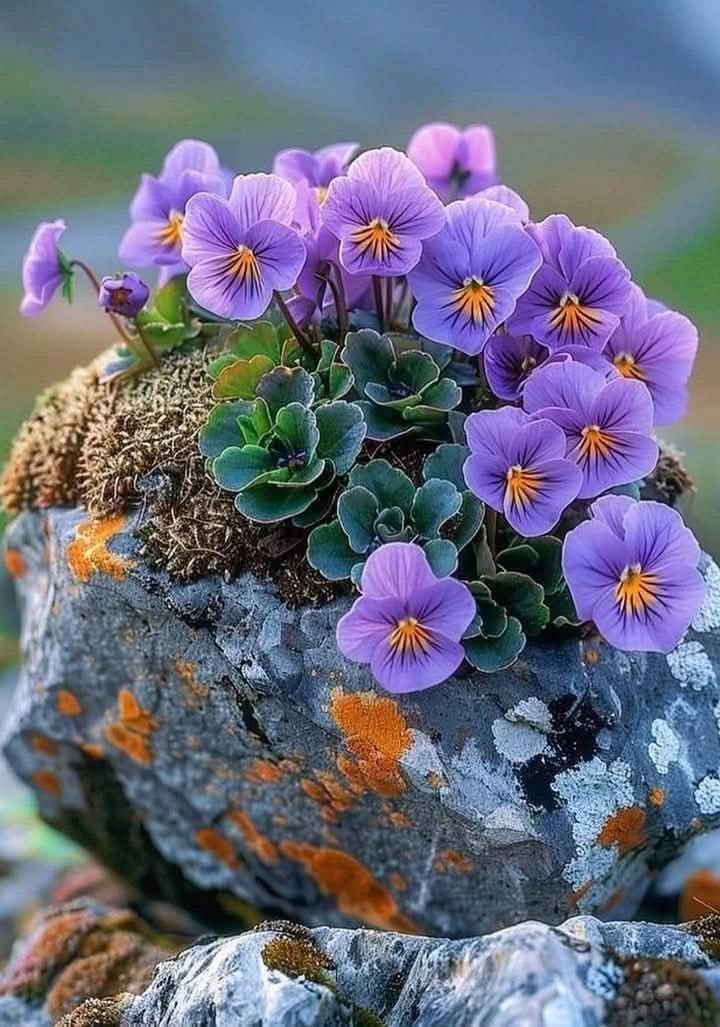 Sowmya Rajamahanthi on LinkedIn: #resilience #natureinspires #growthmindset Sowmya Rajamahanthi on LinkedIn: #resilience #natureinspires #growthmindset