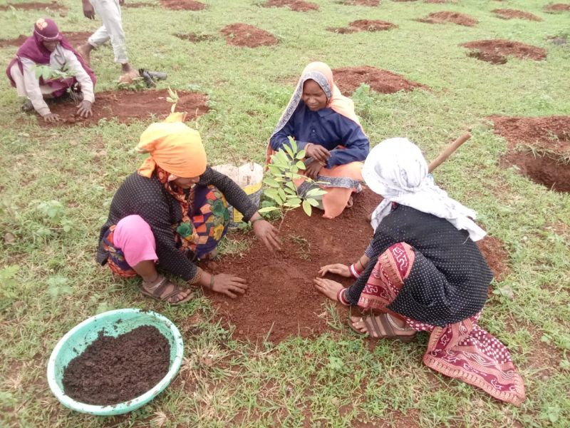 Sumit Kumar Dubey on LinkedIn: Common land Plantation village Sandalpur ... Sumit Kumar Dubey on LinkedIn: Common land Plantation village Sandalpur ...