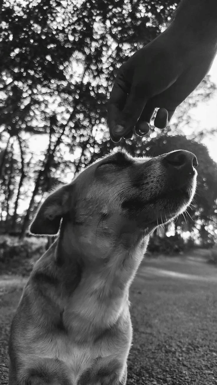 Abhishek Yadav on LinkedIn: #linkedin #dog Abhishek Yadav on LinkedIn: #linkedin #dog