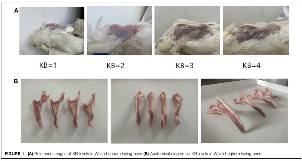 Danielle B. Ayyash on LinkedIn: MONITORING SKELETAL INTEGRITY IN LAYING ... Danielle B. Ayyash on LinkedIn: MONITORING SKELETAL INTEGRITY IN LAYING ...