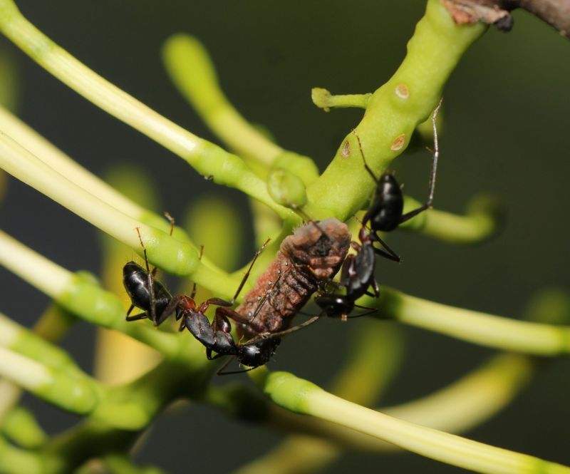 Sahana Vajirasena on LinkedIn: Symbiotic relationship between ants and ... Sahana Vajirasena on LinkedIn: Symbiotic relationship between ants and ...