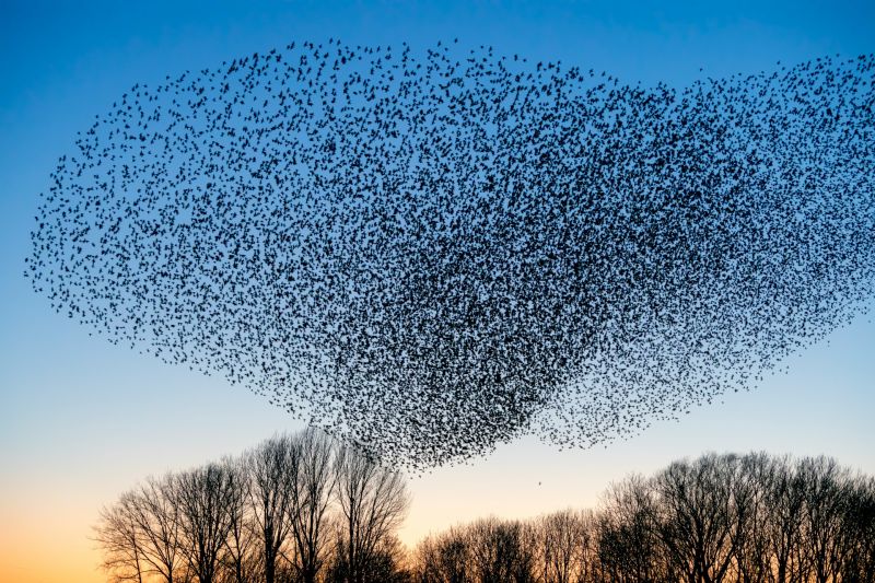 Ajit Jain on LinkedIn: #leadership #teamwork #lessonsfromnature Ajit Jain on LinkedIn: #leadership #teamwork #lessonsfromnature