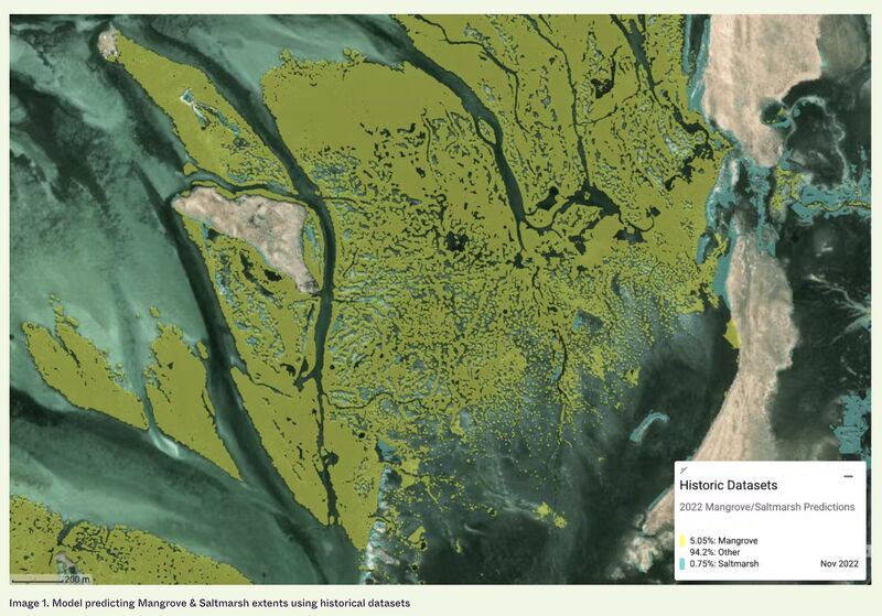 You might picture mangrove restoration as planting saplings along a ... You might picture mangrove restoration as planting saplings along a ...