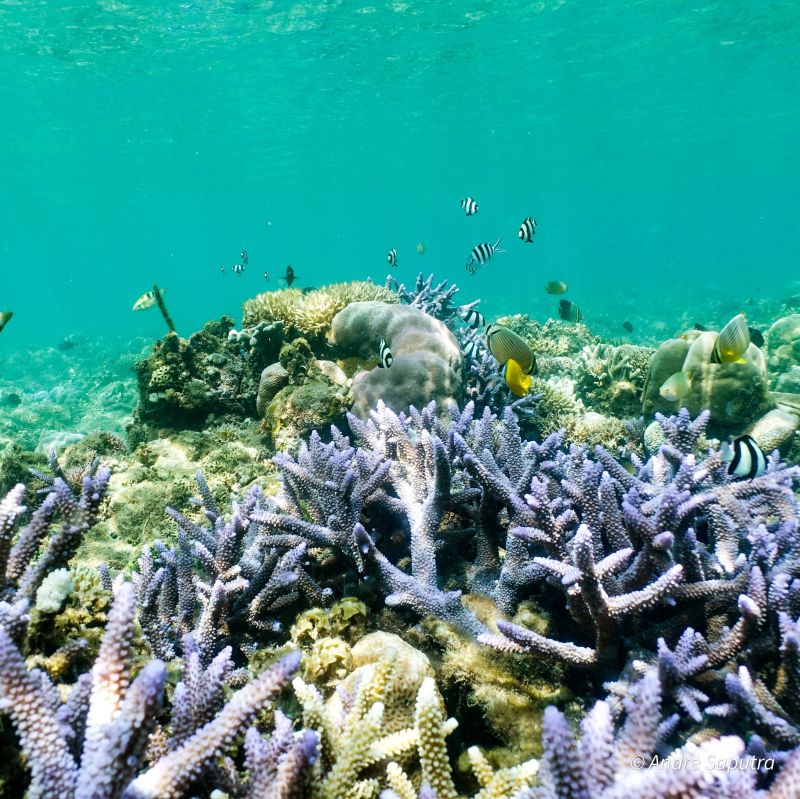 Raditya Andrean Saputra on LinkedIn: When you scan the reef and found ... Raditya Andrean Saputra on LinkedIn: When you scan the reef and found ...