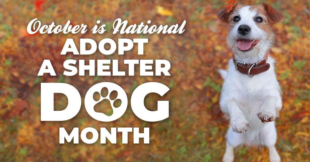 Jeff Caswell on LinkedIn: 🐾 October is Adopt a Shelter Dog Month! If ... Jeff Caswell on LinkedIn: 🐾 October is Adopt a Shelter Dog Month! If ...