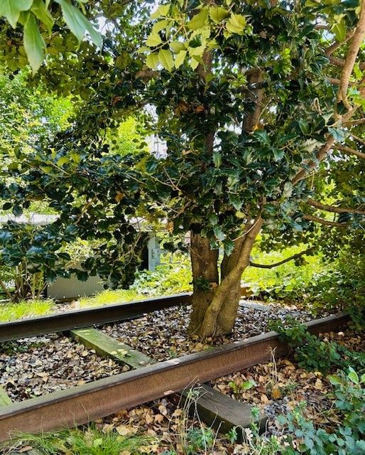 Gratitude Moment - Nature's Resilience Walking along the High Line in ... Gratitude Moment - Nature's Resilience Walking along the High Line in ...