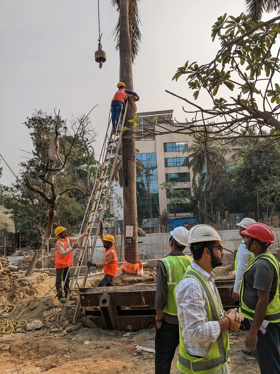 Mayur Salunkhe on LinkedIn: #transplantation #landscaping #gardening # ... Mayur Salunkhe on LinkedIn: #transplantation #landscaping #gardening # ...