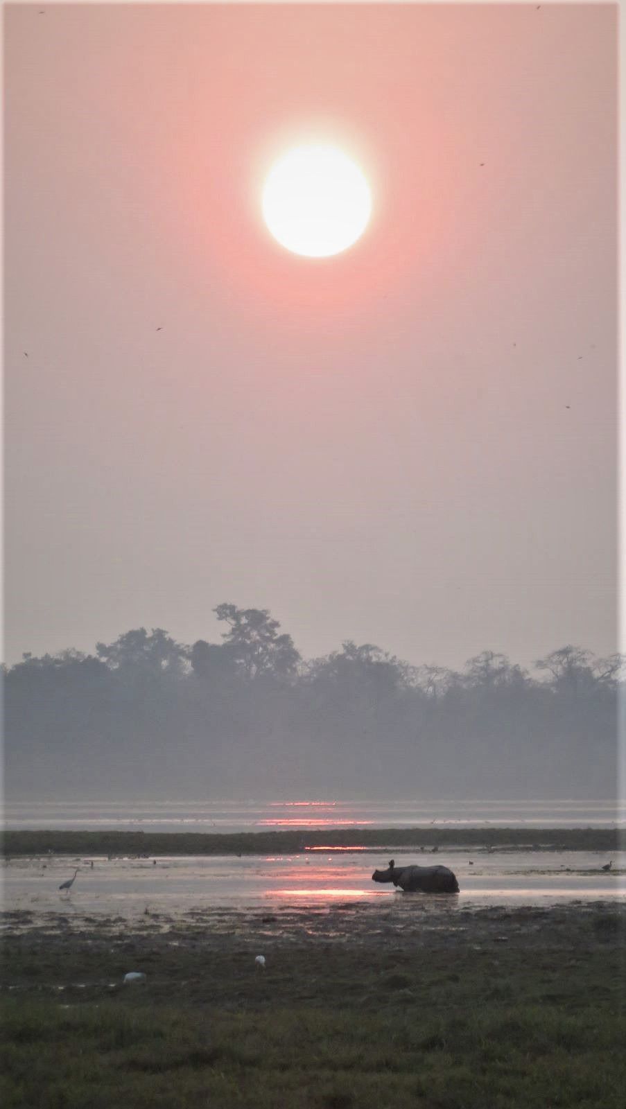 sanjay thakur on LinkedIn: #wildlifephotography #northeastindia # ... sanjay thakur on LinkedIn: #wildlifephotography #northeastindia # ...