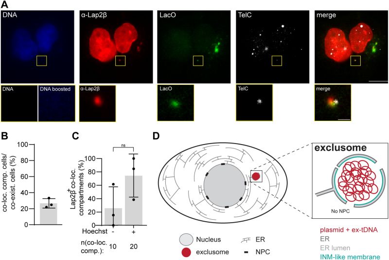 Exclusome: a new organelle in mammalian cells | Frank Bernier, PhD, MSc ... Exclusome: a new organelle in mammalian cells | Frank Bernier, PhD, MSc ...