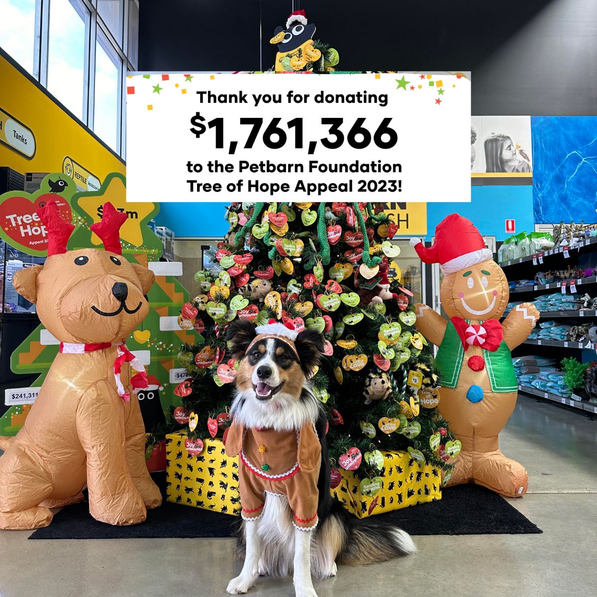 George Wahby on LinkedIn: #treeofhope #petbarnfoundation #gpwc # ... George Wahby on LinkedIn: #treeofhope #petbarnfoundation #gpwc # ...