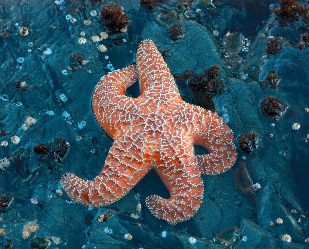 SeaChange Marine Conservation Society on LinkedIn: #seastar # ... SeaChange Marine Conservation Society on LinkedIn: #seastar # ...