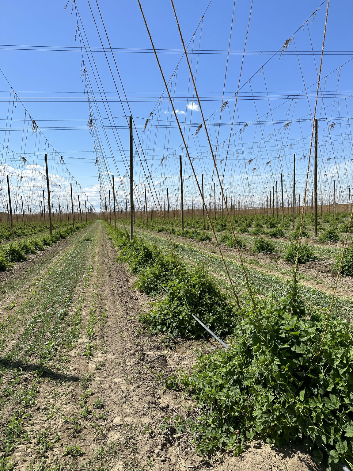 Levi Wyatt on LinkedIn: #sustainableagriculture Levi Wyatt on LinkedIn: #sustainableagriculture