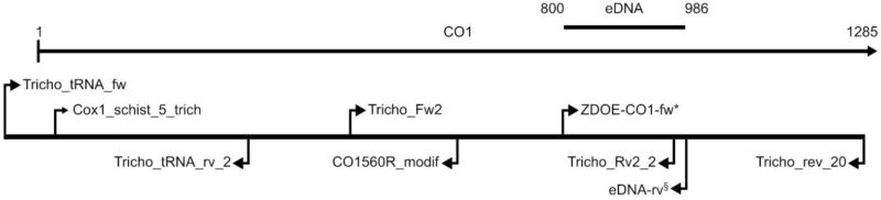 #article #trichobilharzia #edna #dnabarcoding #waterborneparasites ... #article #trichobilharzia #edna #dnabarcoding #waterborneparasites ...