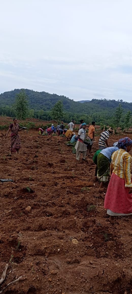 Rakesh Kumar Behera on LinkedIn: #plantation Rakesh Kumar Behera on LinkedIn: #plantation