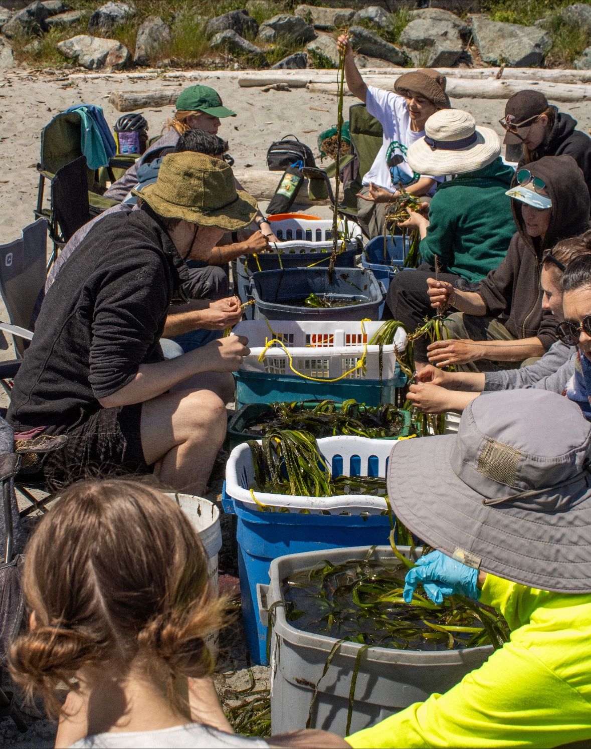 SeaChange Marine Conservation Society on LinkedIn: #salishsea #eelgrass ... SeaChange Marine Conservation Society on LinkedIn: #salishsea #eelgrass ...