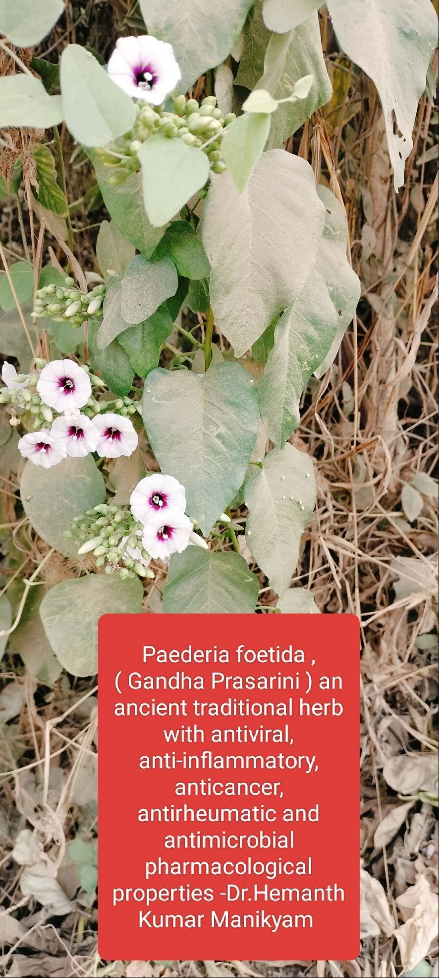 What is Paederia foetida? | Prof.Dr.Hemanthkumar Manikyam posted on the ... What is Paederia foetida? | Prof.Dr.Hemanthkumar Manikyam posted on the ...