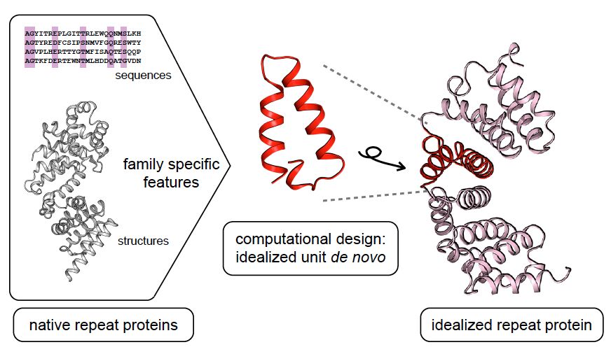 **computational protein design** Computational protein design is an ... **computational protein design** Computational protein design is an ...