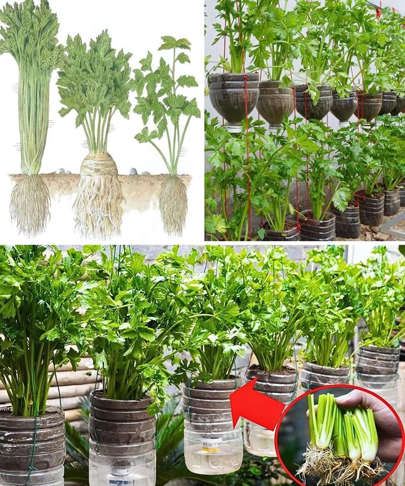 Organic Consumers Association of Australia on LinkedIn: 7 Essential ... Organic Consumers Association of Australia on LinkedIn: 7 Essential ...