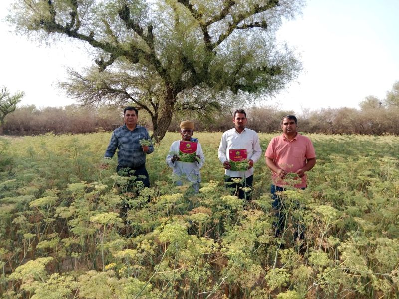 Sahdev Singh Dangi on LinkedIn: Balram Agri organized FV on Fennel ... Sahdev Singh Dangi on LinkedIn: Balram Agri organized FV on Fennel ...