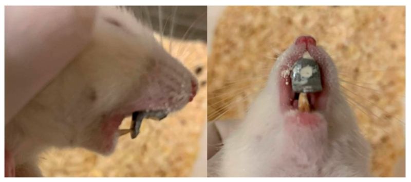 #latestpaper #dentistry #biology #openaccess | Biology MDPI #latestpaper #dentistry #biology #openaccess | Biology MDPI
