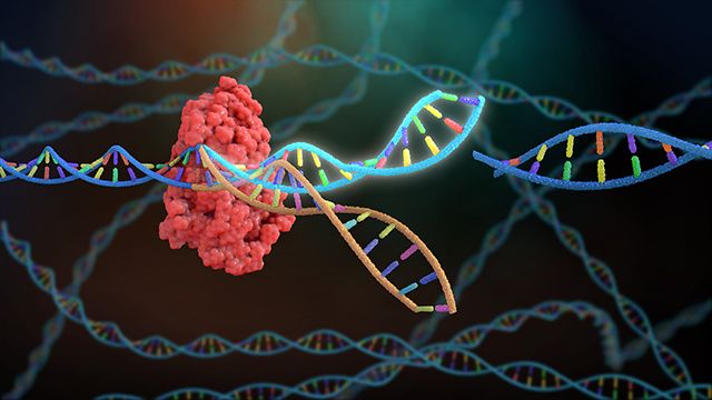 Ian Marks on LinkedIn: 🧬 Revolutionizing Genome Editing: A Leap Towards ... Ian Marks on LinkedIn: 🧬 Revolutionizing Genome Editing: A Leap Towards ...