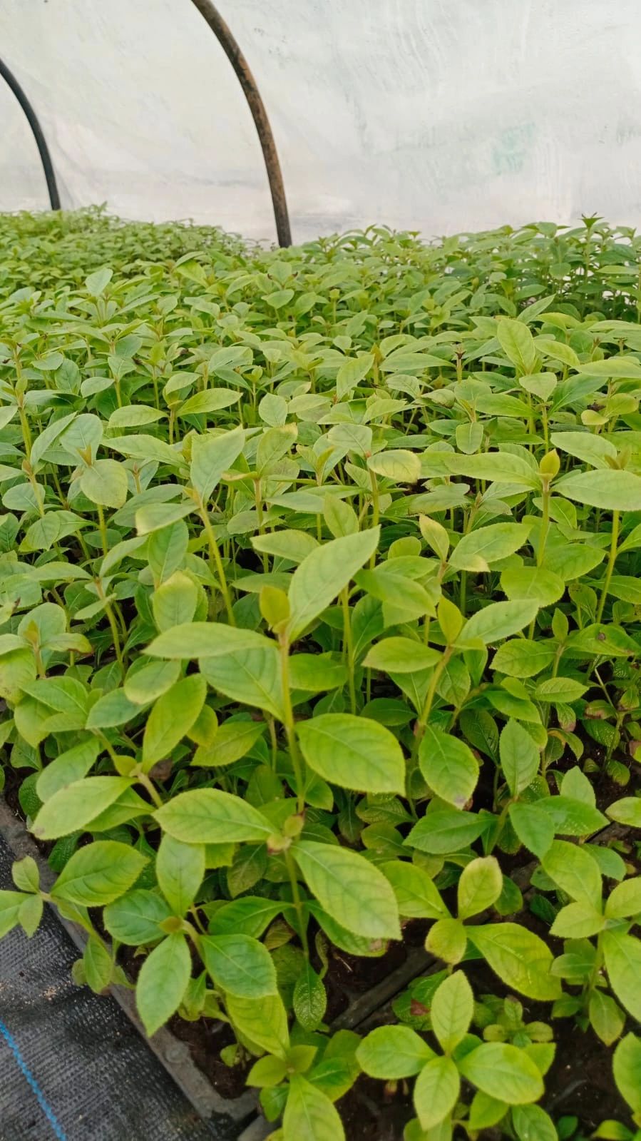 Teak | Dr. Ratnesh Kumar Singh Teak | Dr. Ratnesh Kumar Singh